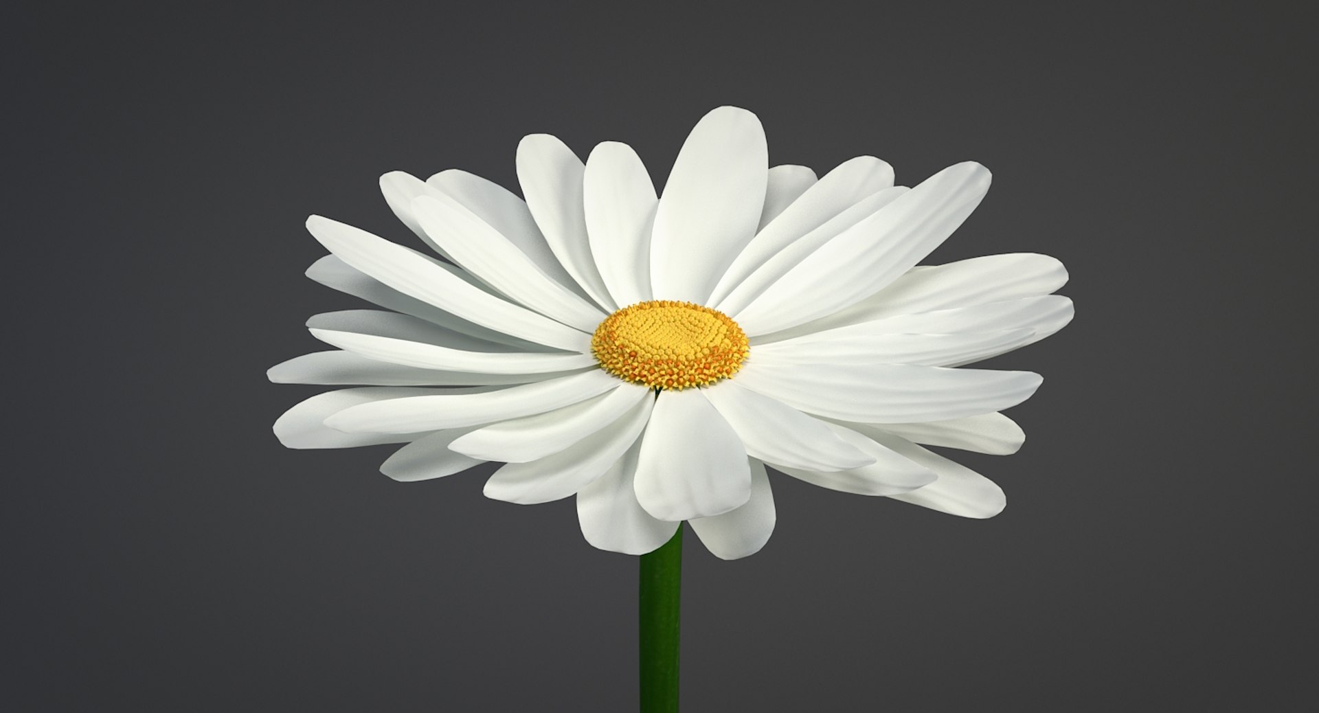 Realistic chamomile flower 3D model - TurboSquid 1223931