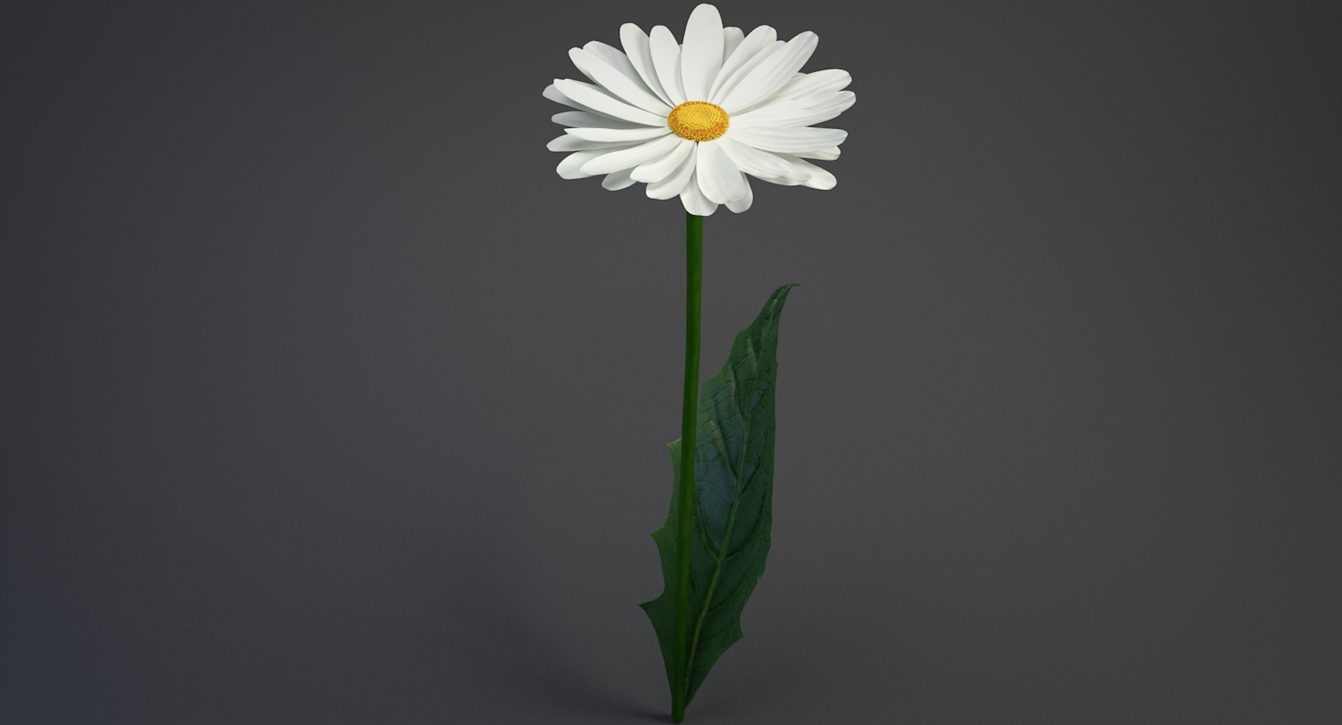 Realistic chamomile flower 3D model - TurboSquid 1223931