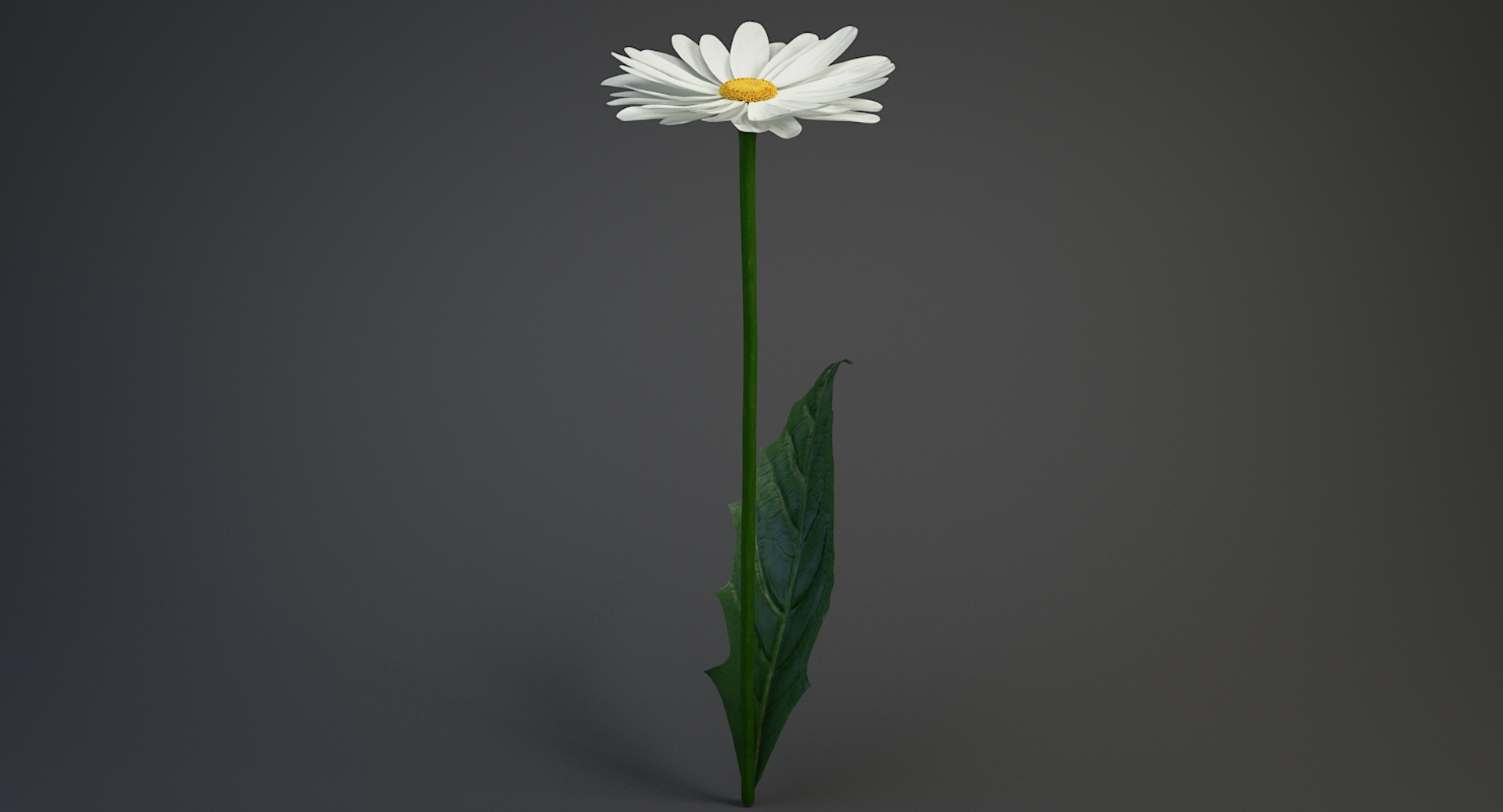 Realistic chamomile flower 3D model - TurboSquid 1223931