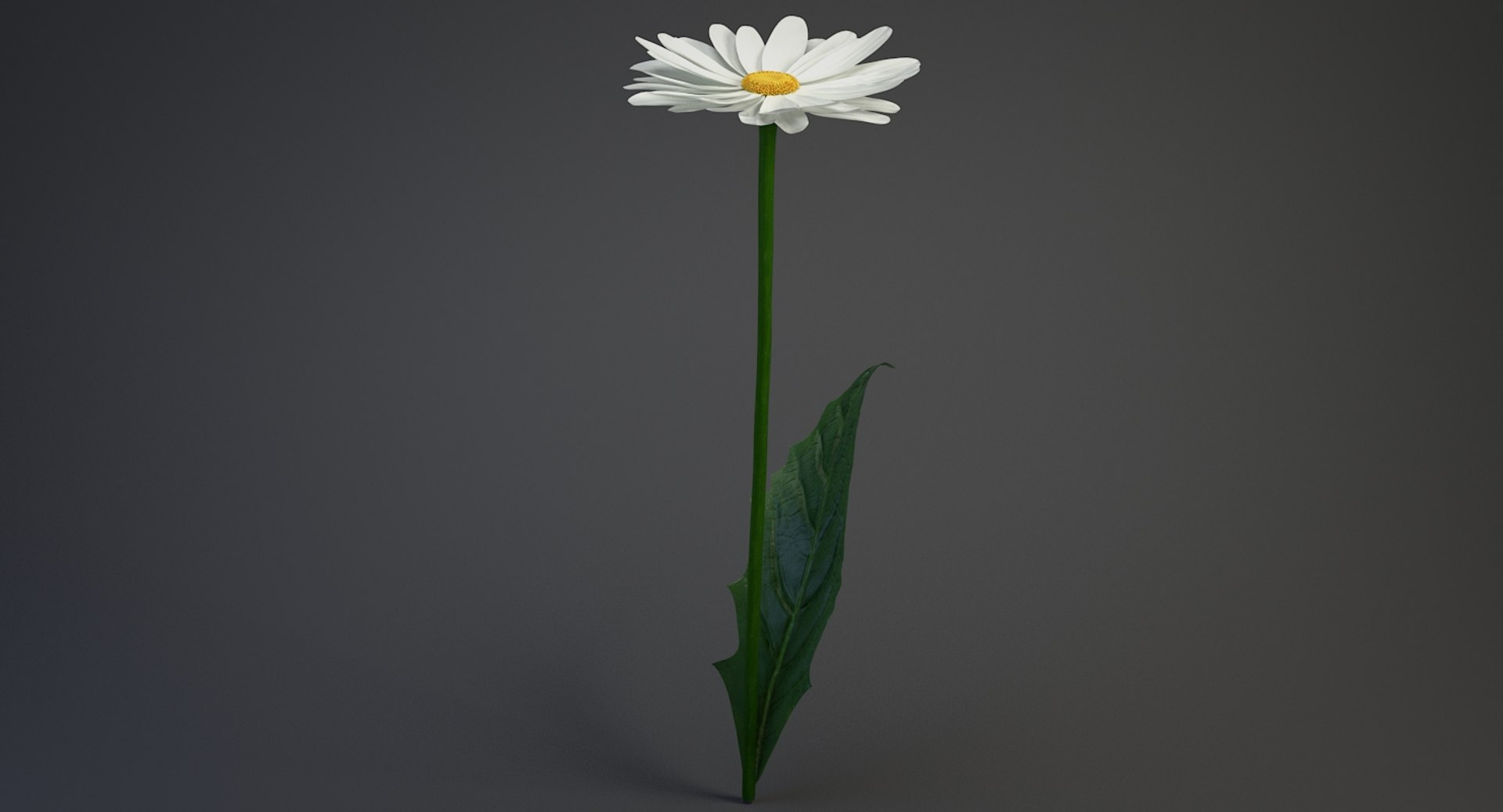 Realistic chamomile flower 3D model - TurboSquid 1223931