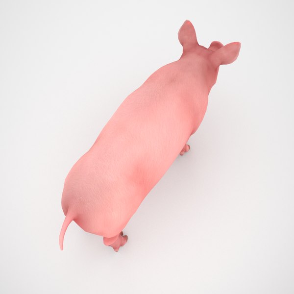 3D male pig model - TurboSquid 1269356