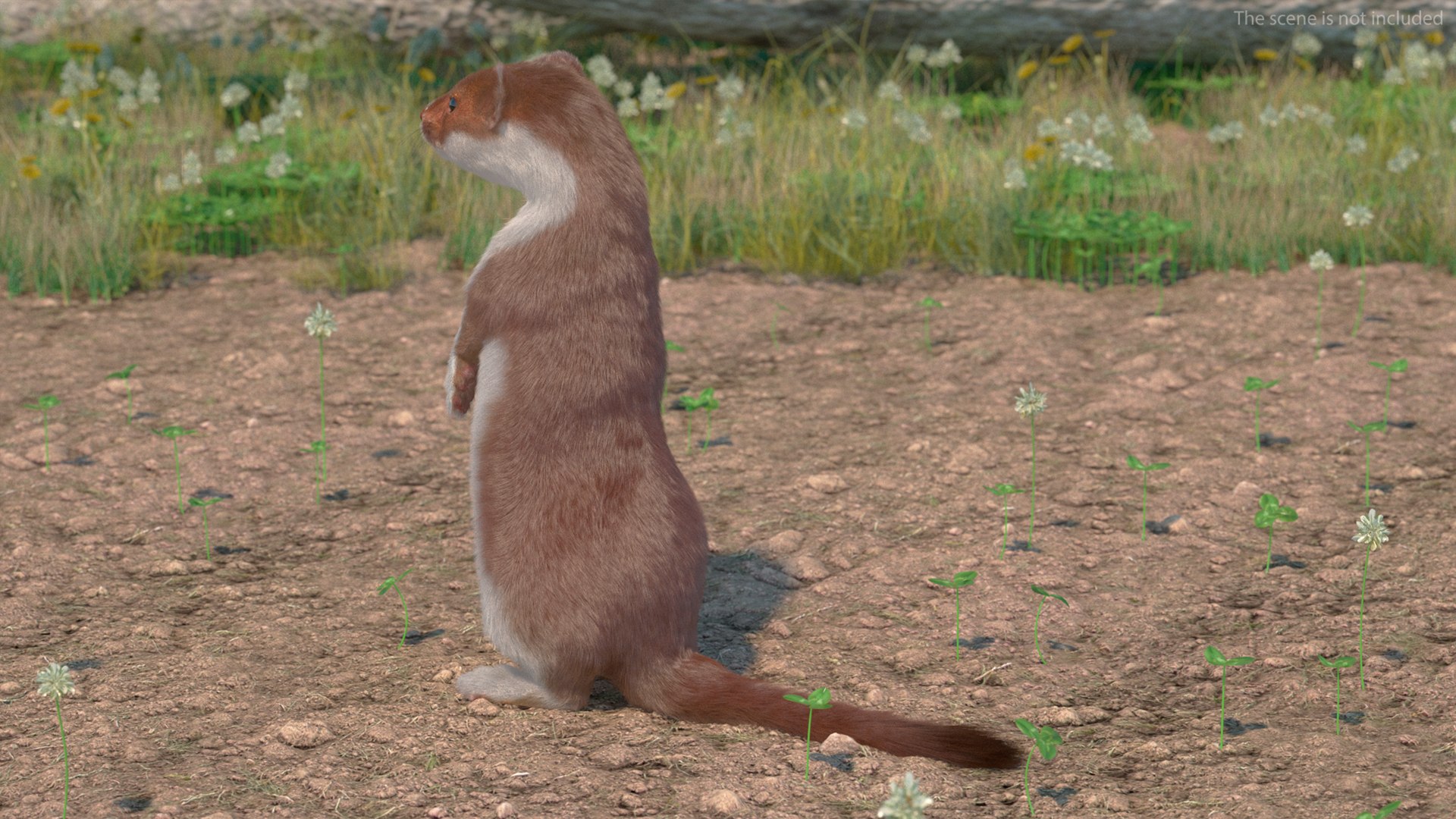 Beringian Stoat Brown Standing Pose Fur Model - TurboSquid 2207738