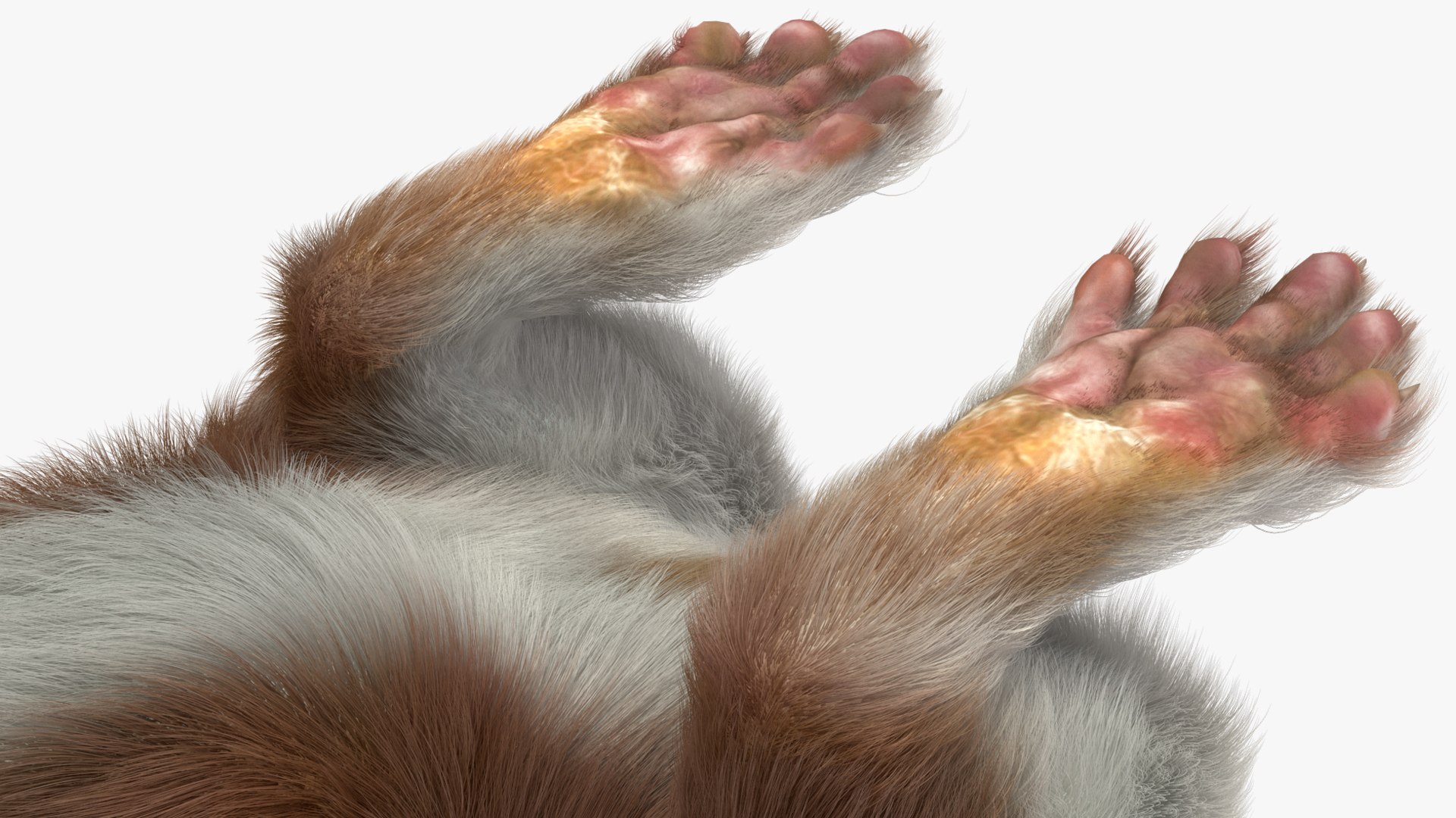 Beringian Stoat Brown Standing Pose Fur Model - TurboSquid 2207738