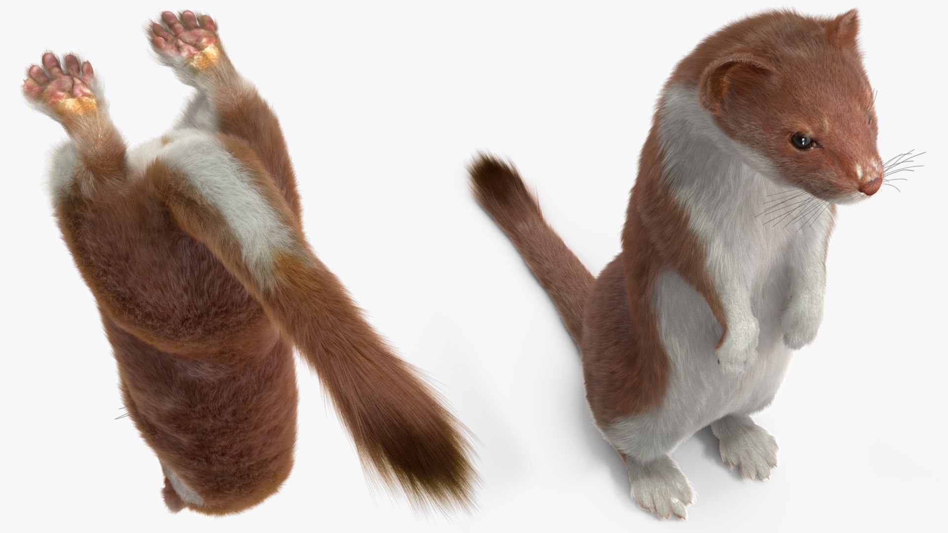 Beringian Stoat Brown Standing Pose Fur Model - TurboSquid 2207738