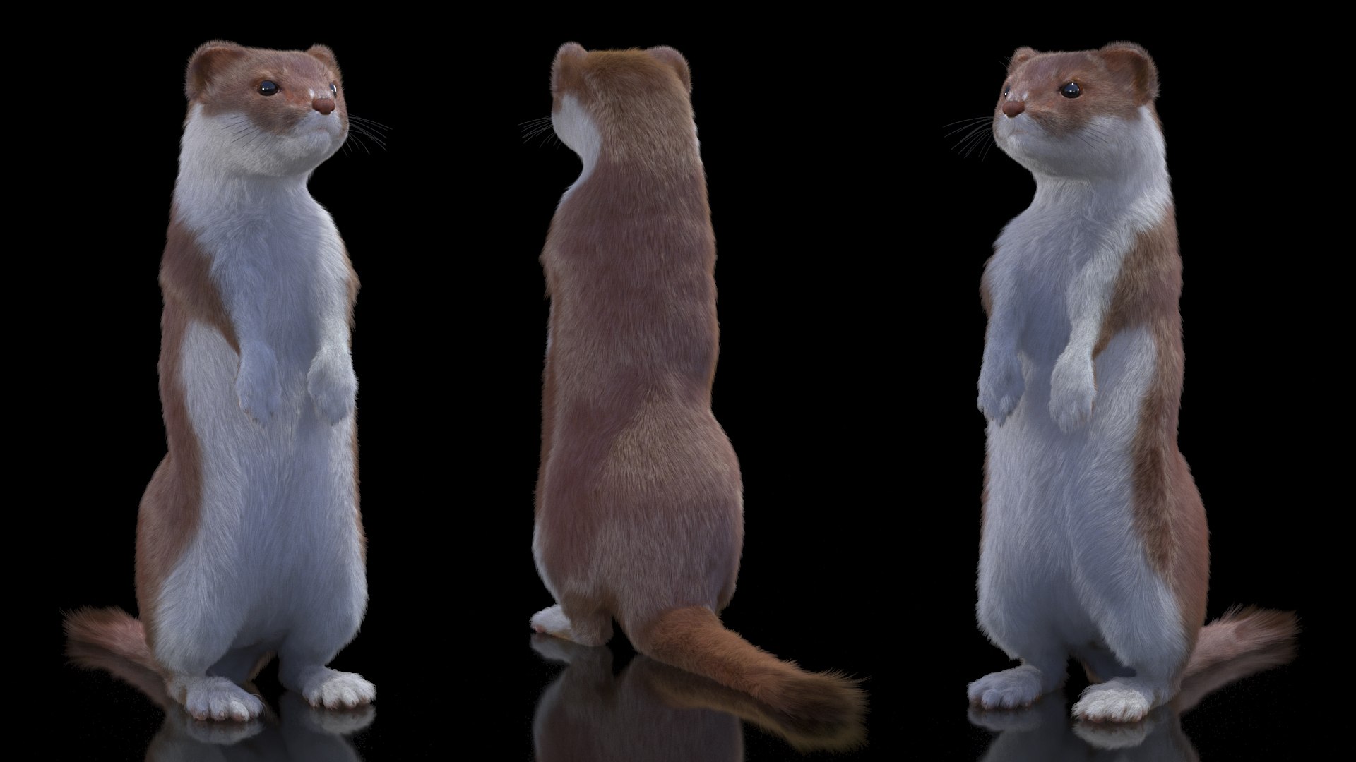 Beringian Stoat Brown Standing Pose Fur Model - TurboSquid 2207738