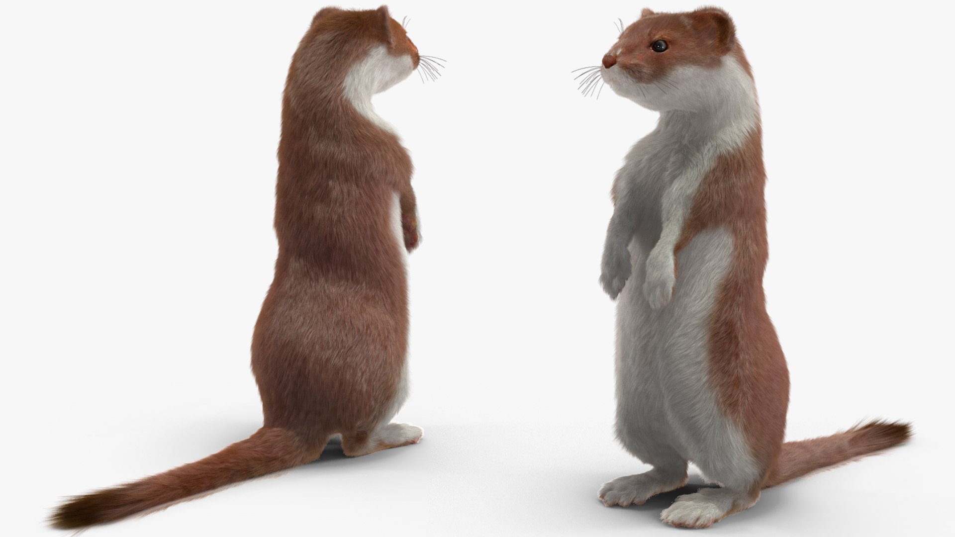 Beringian Stoat Brown Standing Pose Fur Model - TurboSquid 2207738