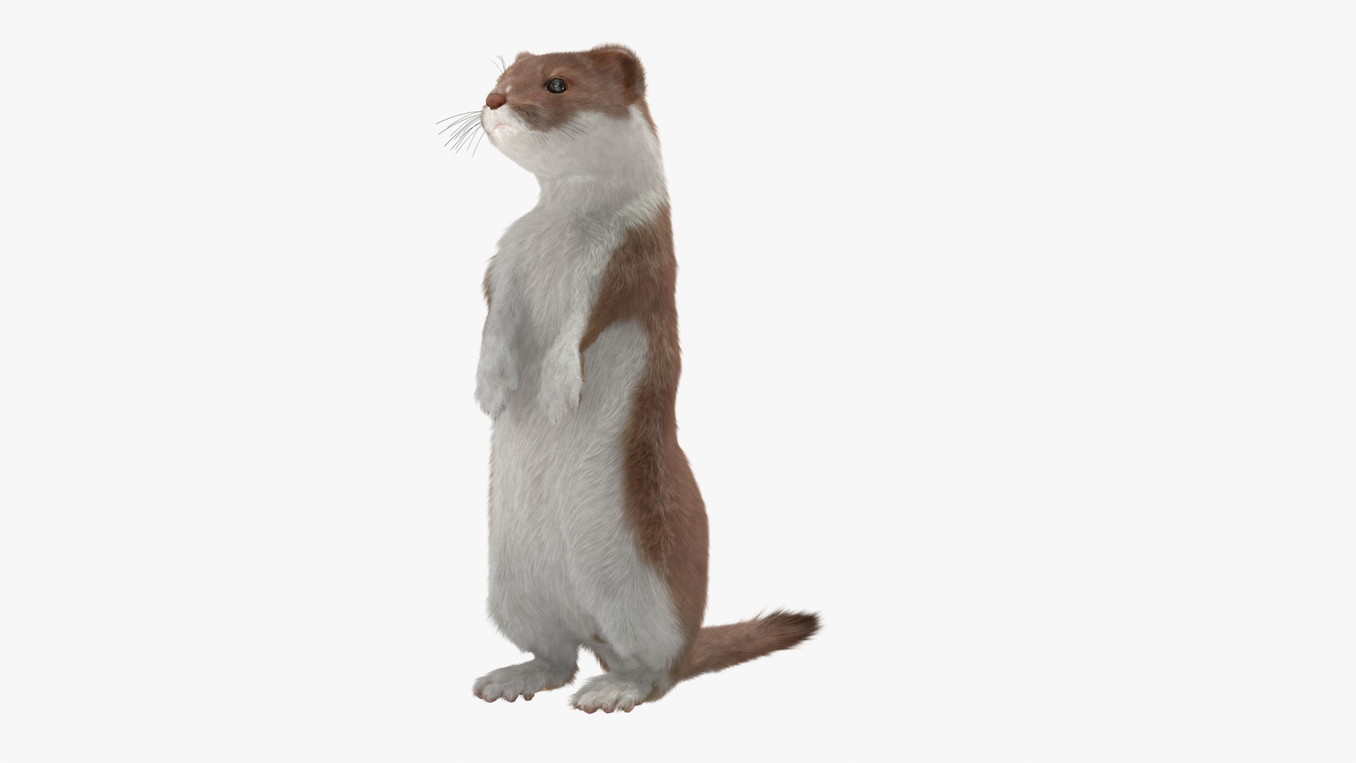 Beringian Stoat Brown Standing Pose Fur Model - TurboSquid 2207738