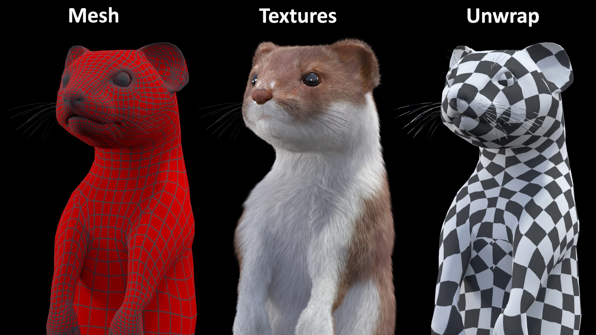 Beringian Stoat Brown Standing Pose Fur Model - TurboSquid 2207738