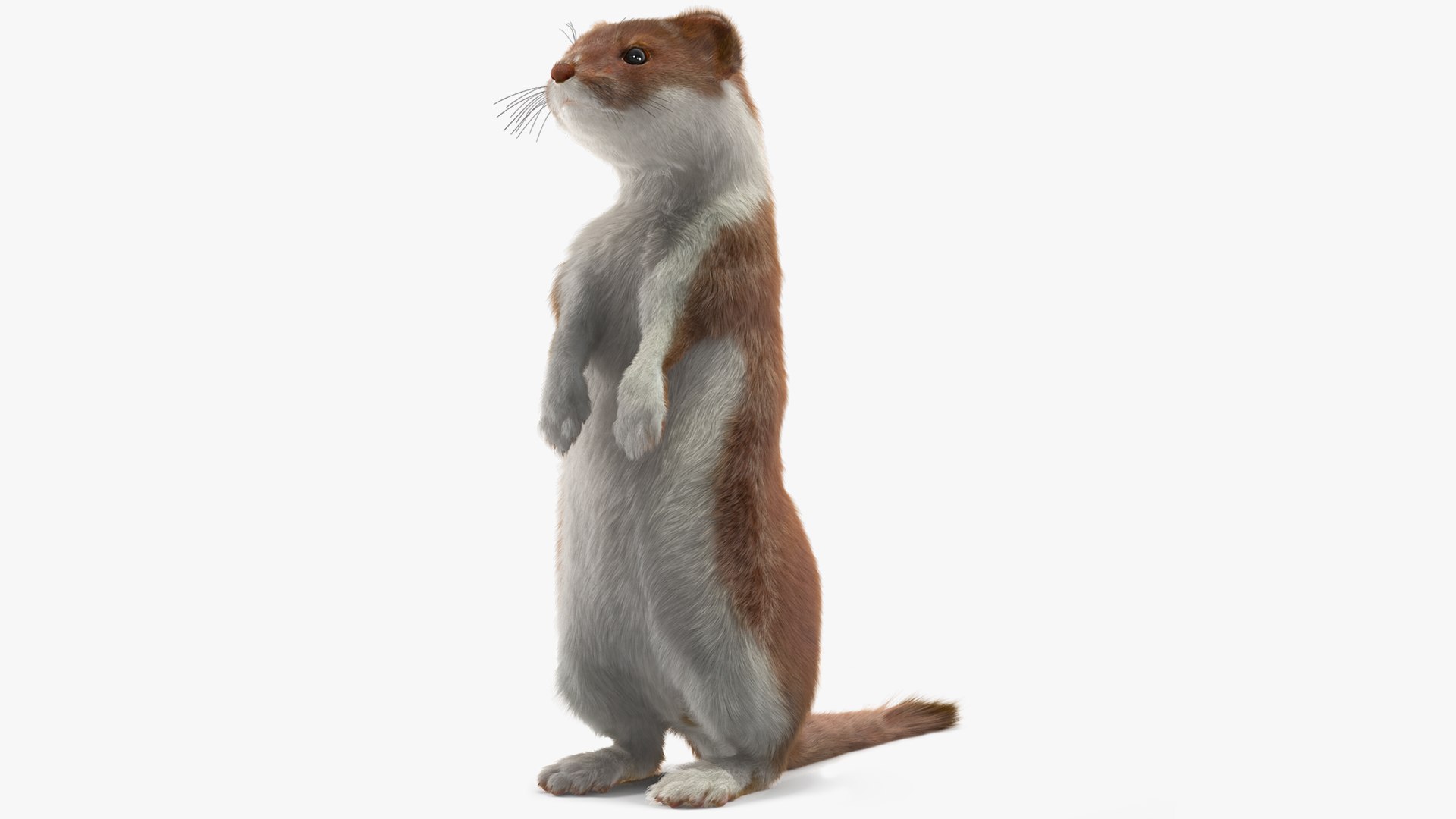 Beringian Stoat Brown Standing Pose Fur Model - TurboSquid 2207738