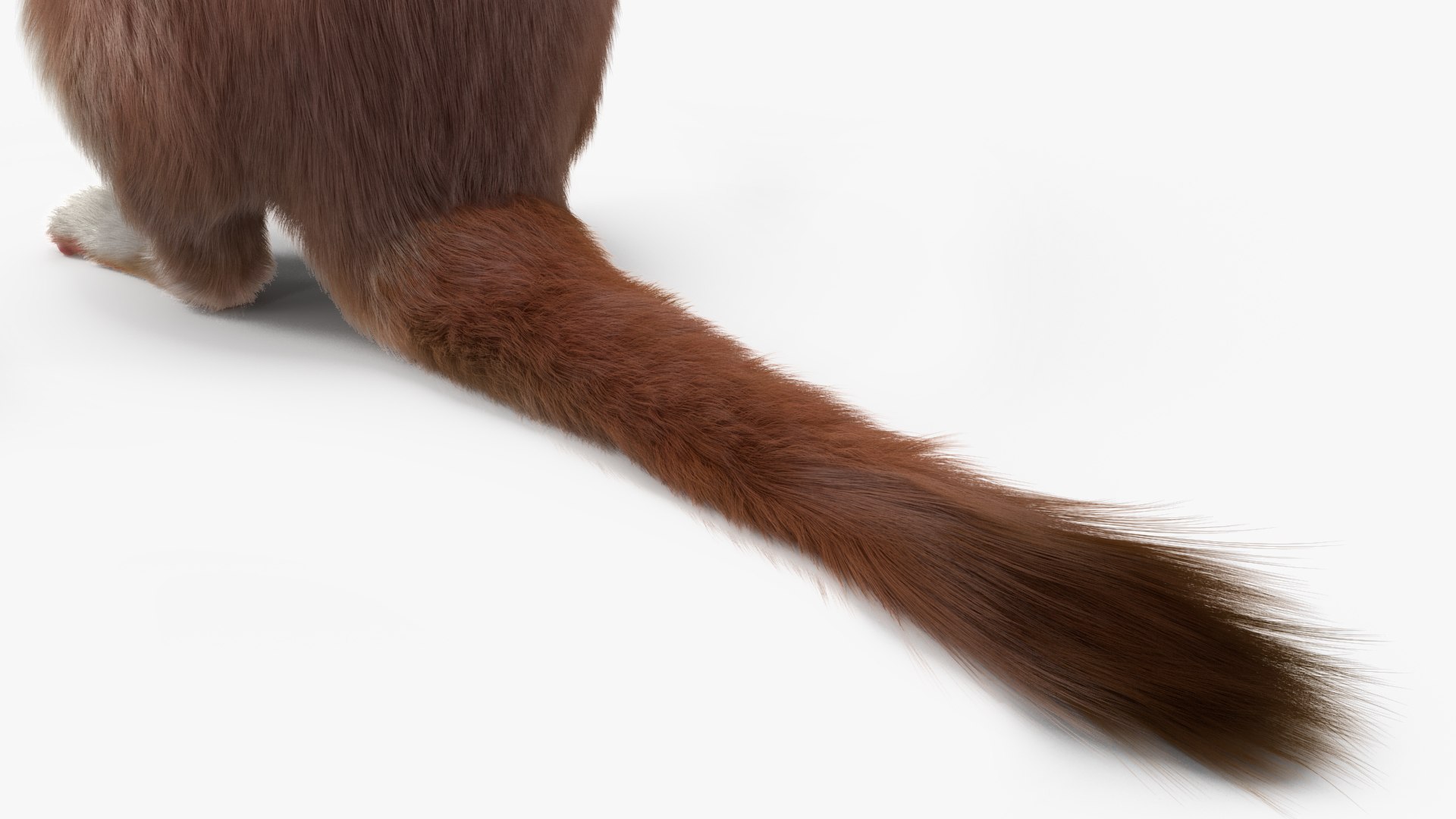 Beringian Stoat Brown Standing Pose Fur Model - TurboSquid 2207738