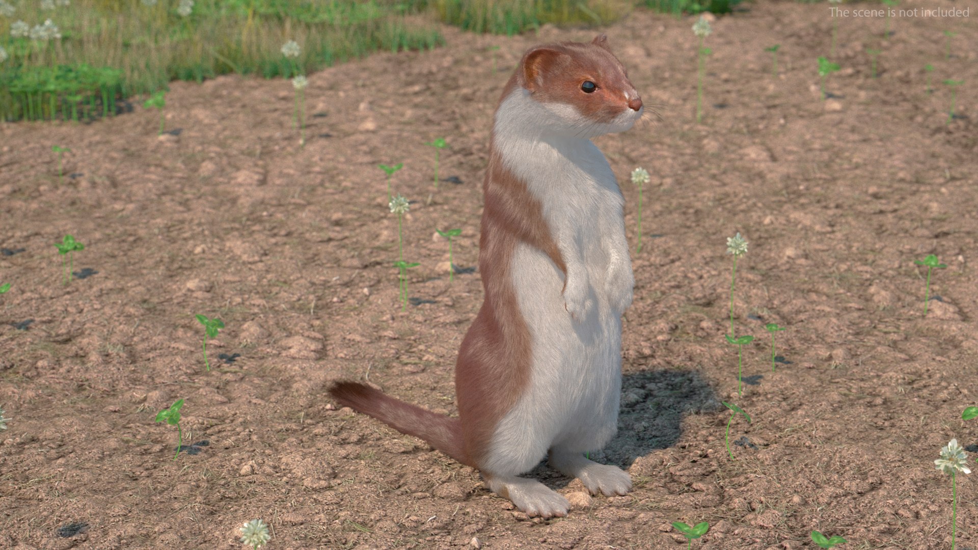 Beringian Stoat Brown Standing Pose Fur Model - TurboSquid 2207738
