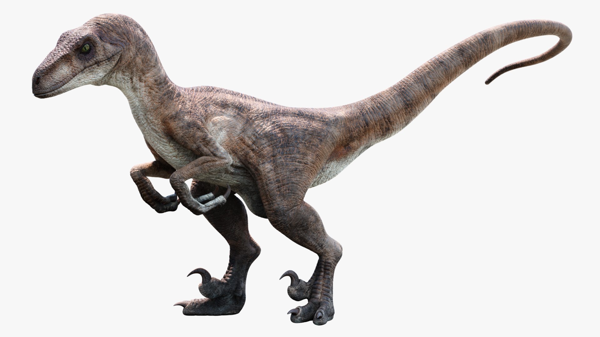 3D Velociraptor Animation Raptor - TurboSquid 1317553