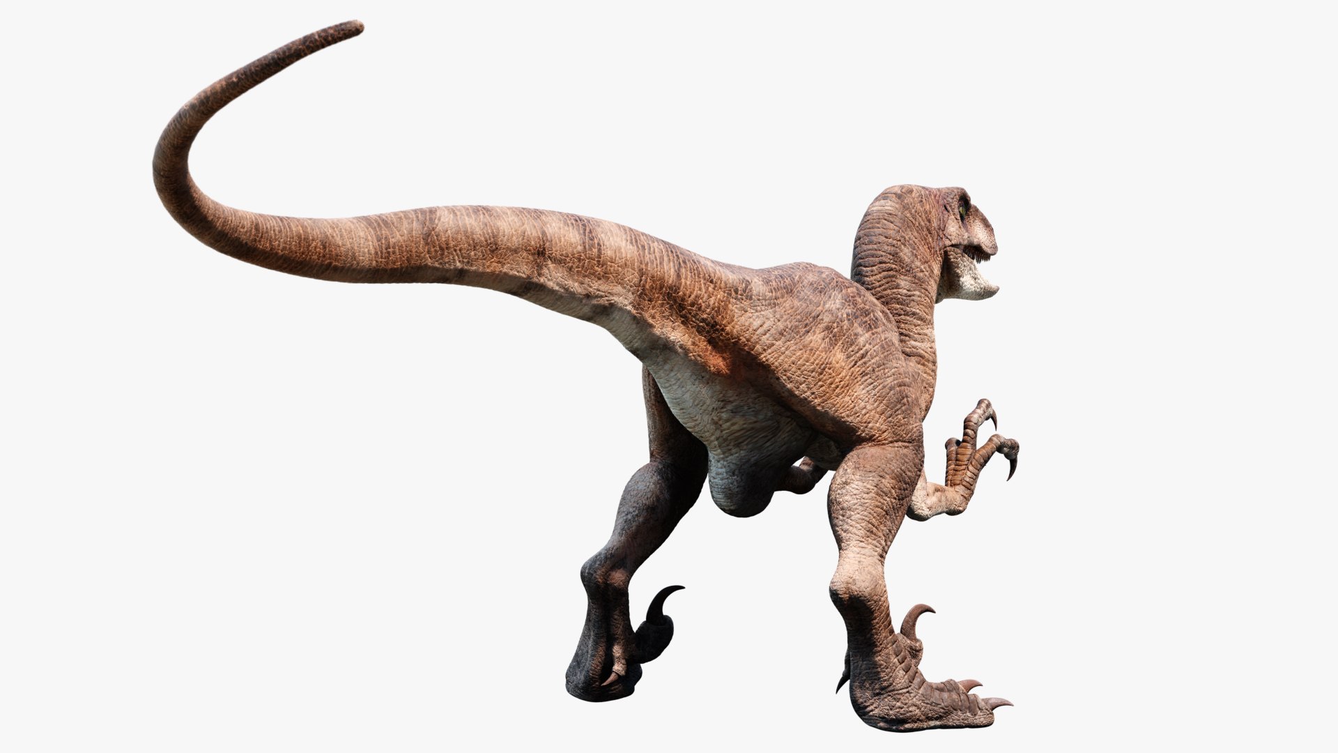 3D Velociraptor Animation Raptor - TurboSquid 1317553
