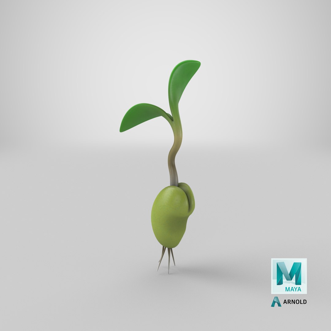 3D model growing seed 02 - TurboSquid 1651538