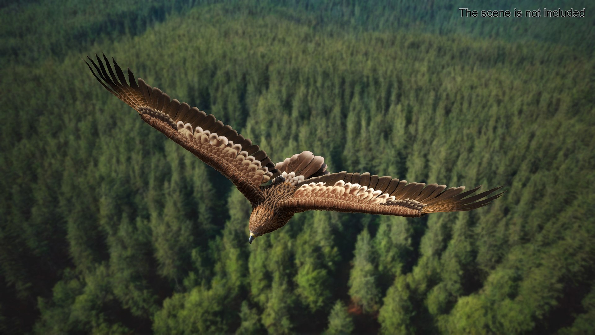 3D Aquila Heliaca Flying - TurboSquid 2250042