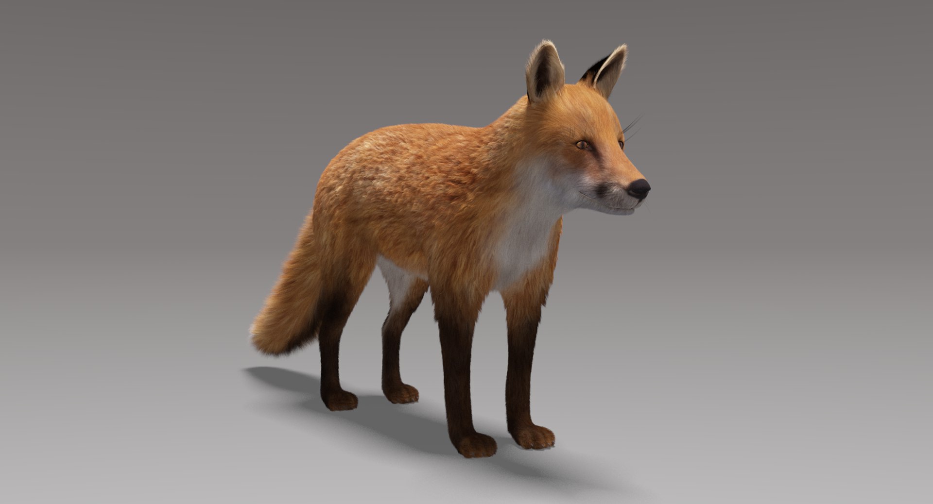 Fox Fur Model - TurboSquid 1167043