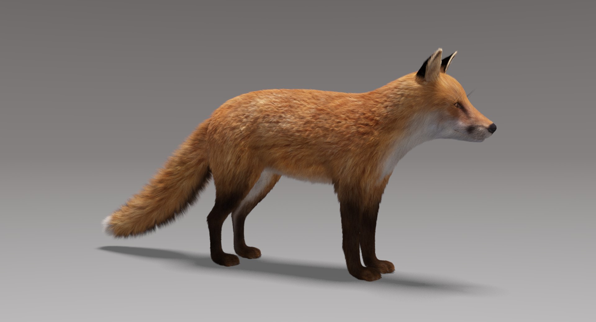Fox Fur Model - TurboSquid 1167043