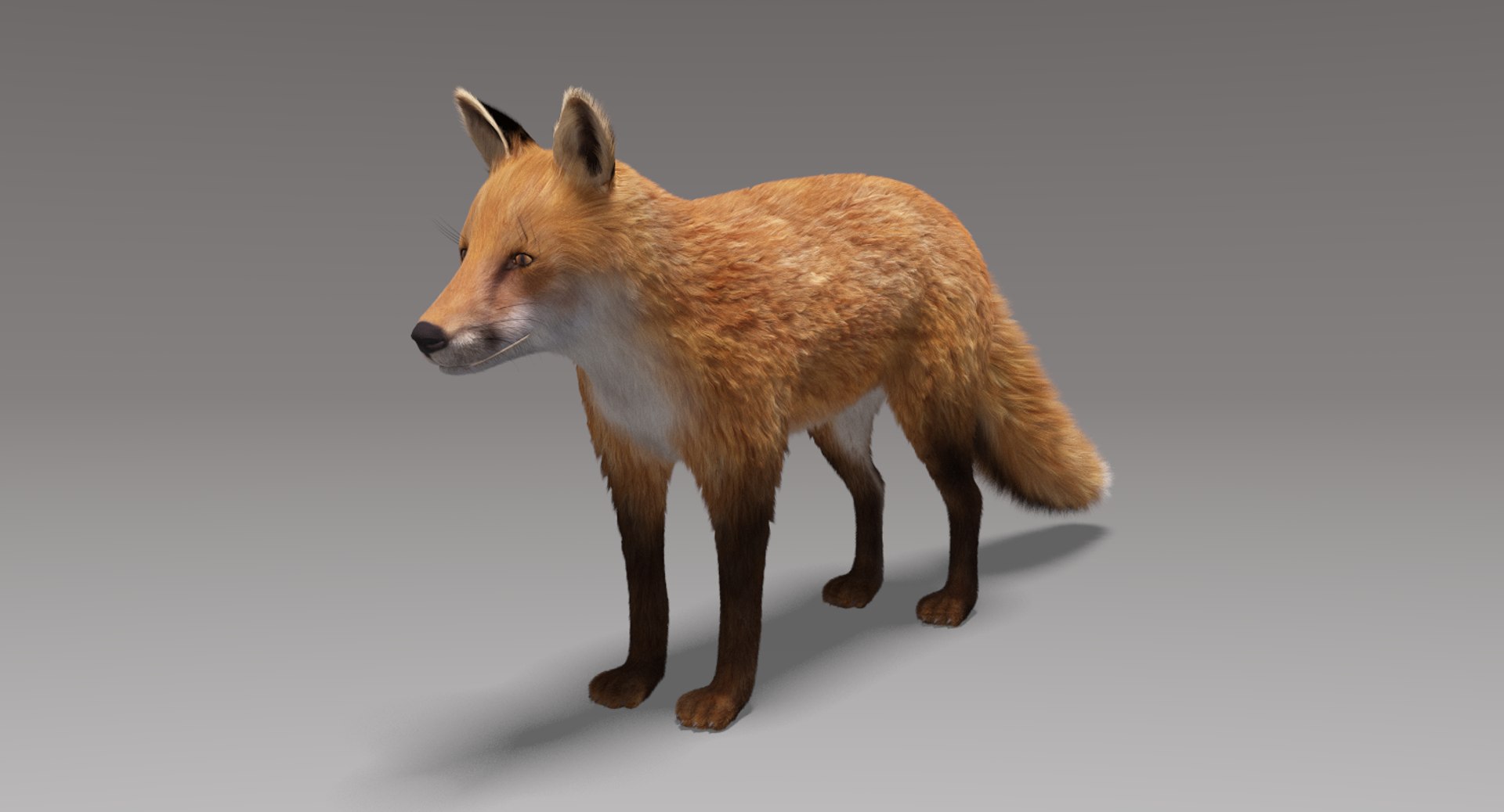 Fox Fur Model - TurboSquid 1167043