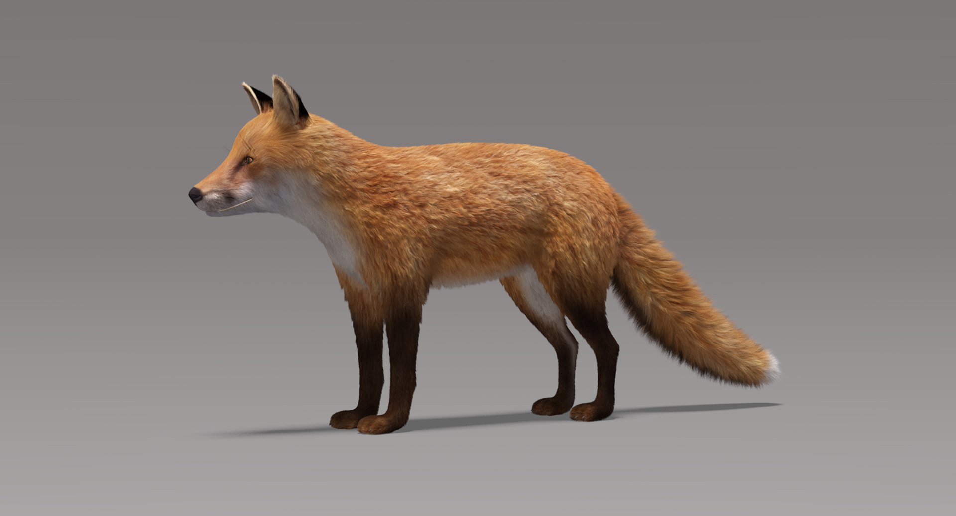 Fox Fur Model - TurboSquid 1167043