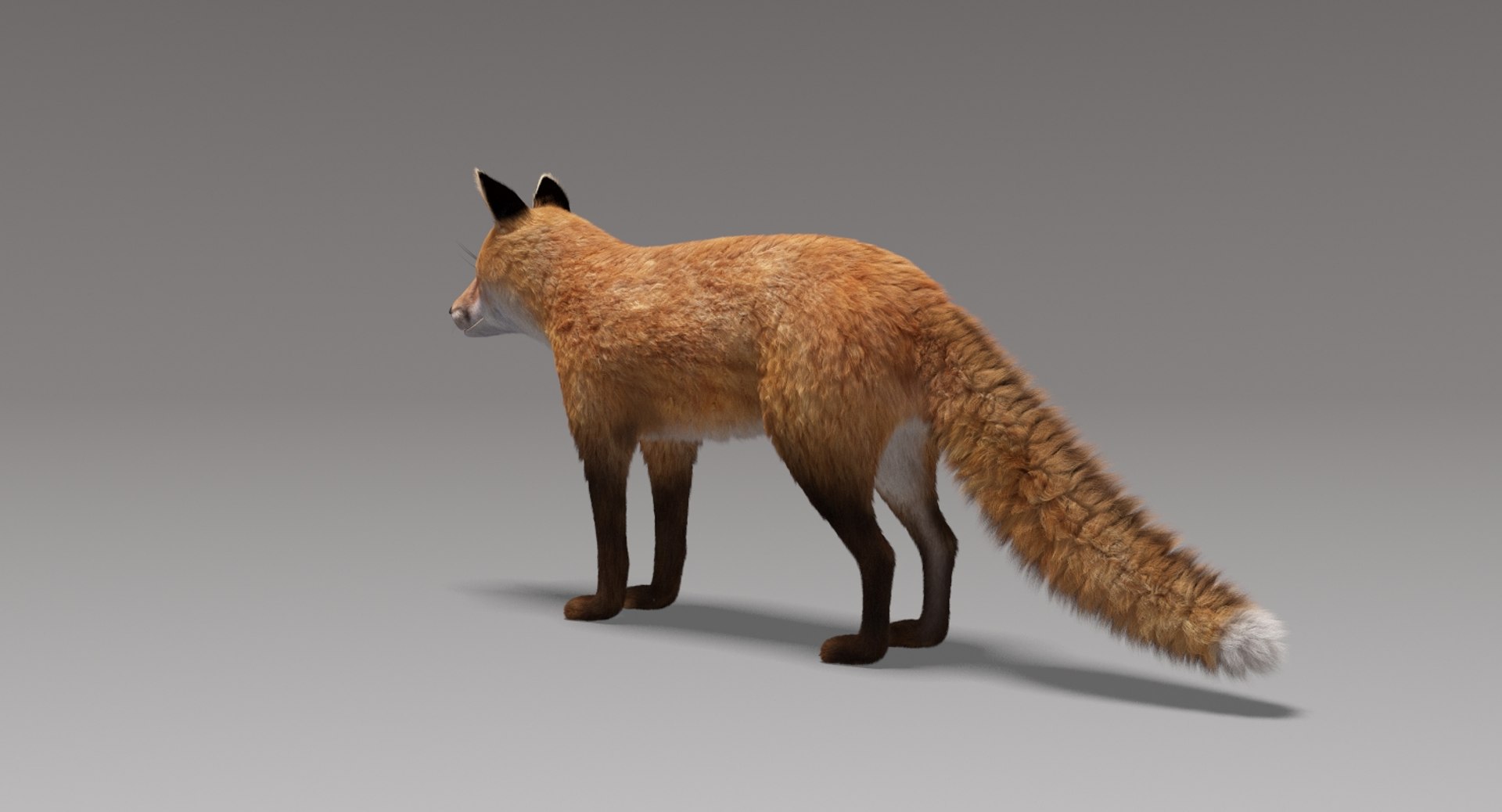 Fox Fur Model - TurboSquid 1167043