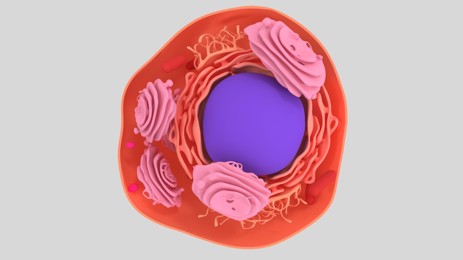 Cell Animal 3D Model - TurboSquid 1438761