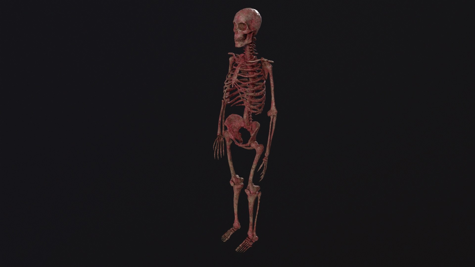 Human Skeleton 3D Model - TurboSquid 2165903
