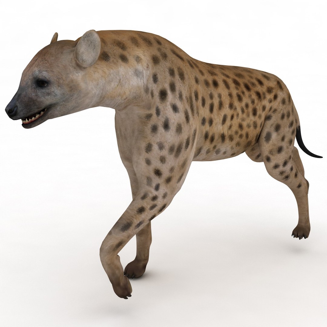 3d Hyena Pose 1