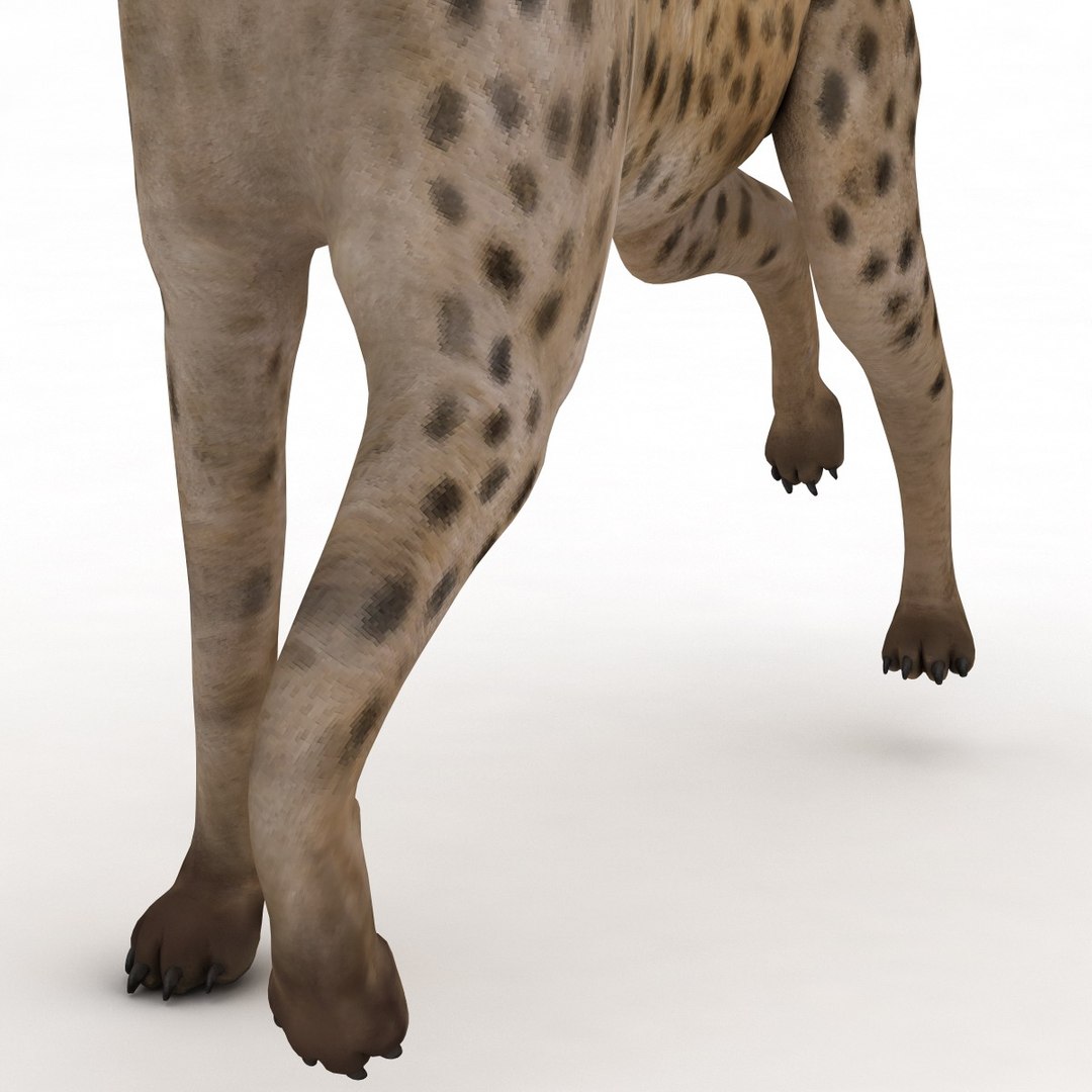 3d Hyena Pose 1