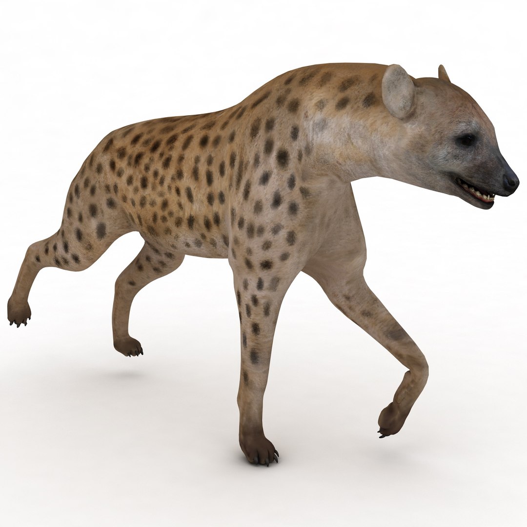 3d Hyena Pose 1