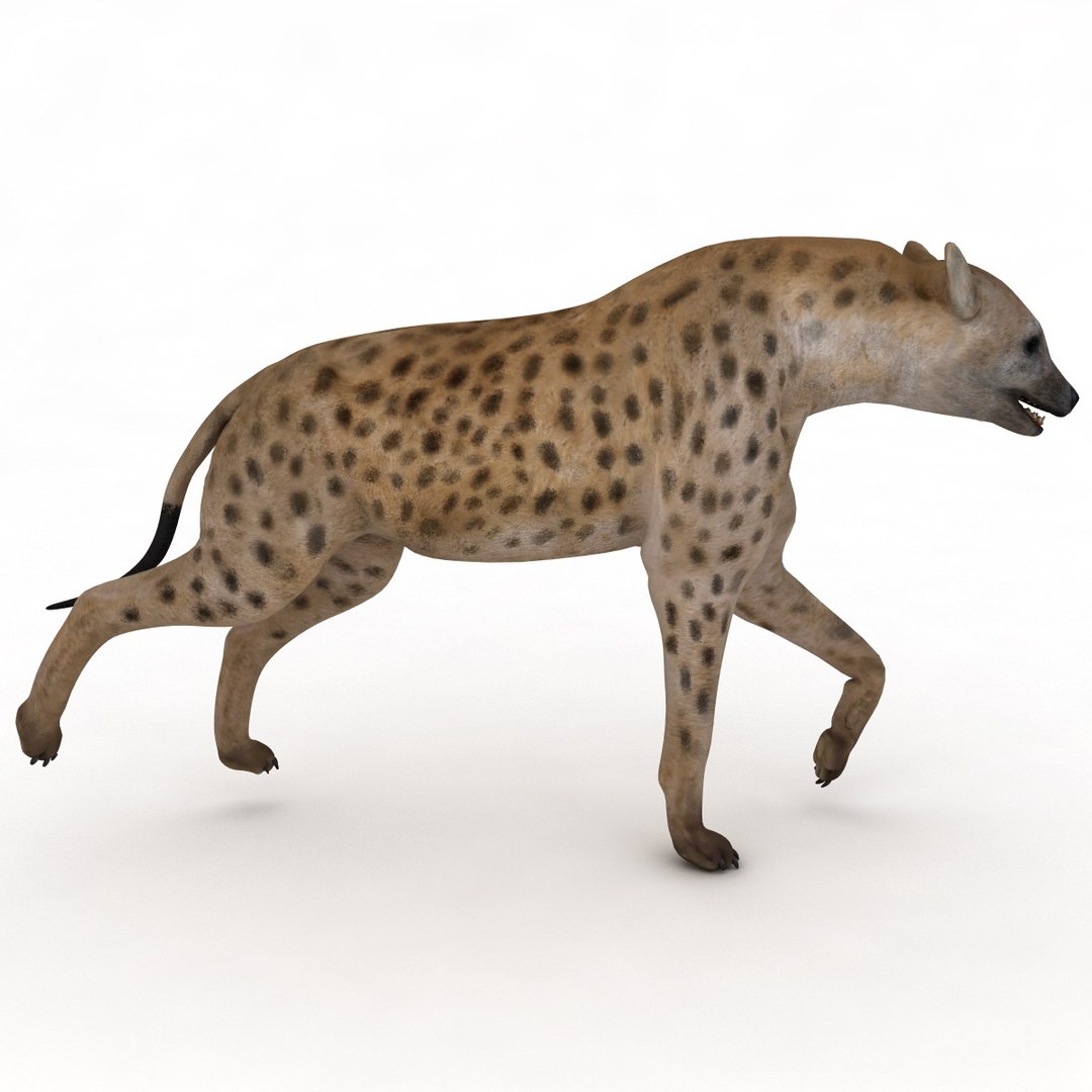 3d Hyena Pose 1