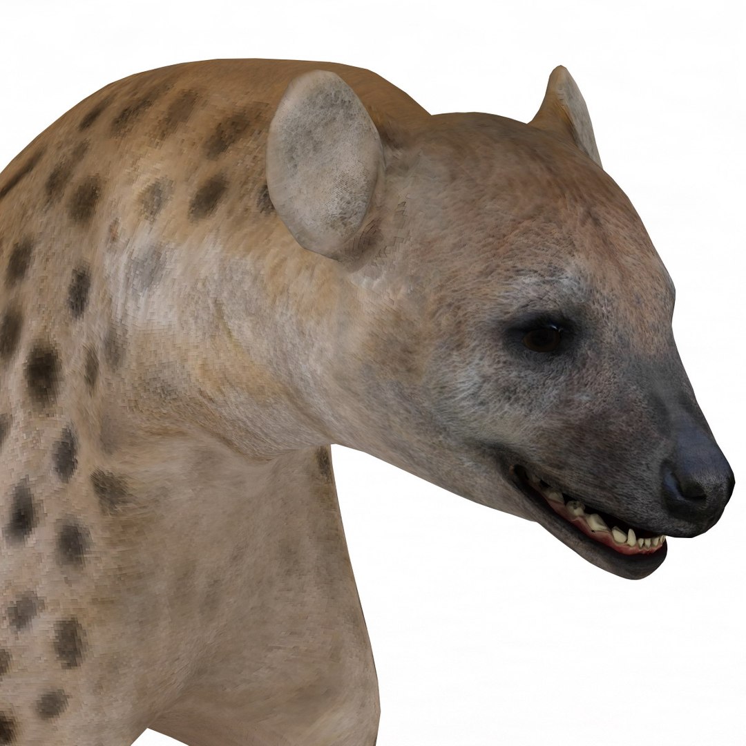 3d Hyena Pose 1
