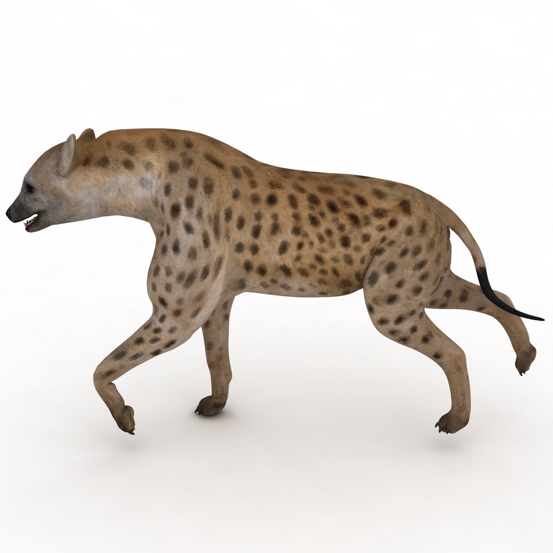 3d Hyena Pose 1