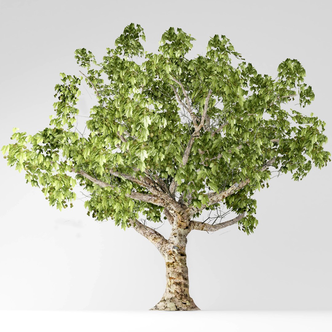 Sycamore Tree 3D Model - TurboSquid 1461121