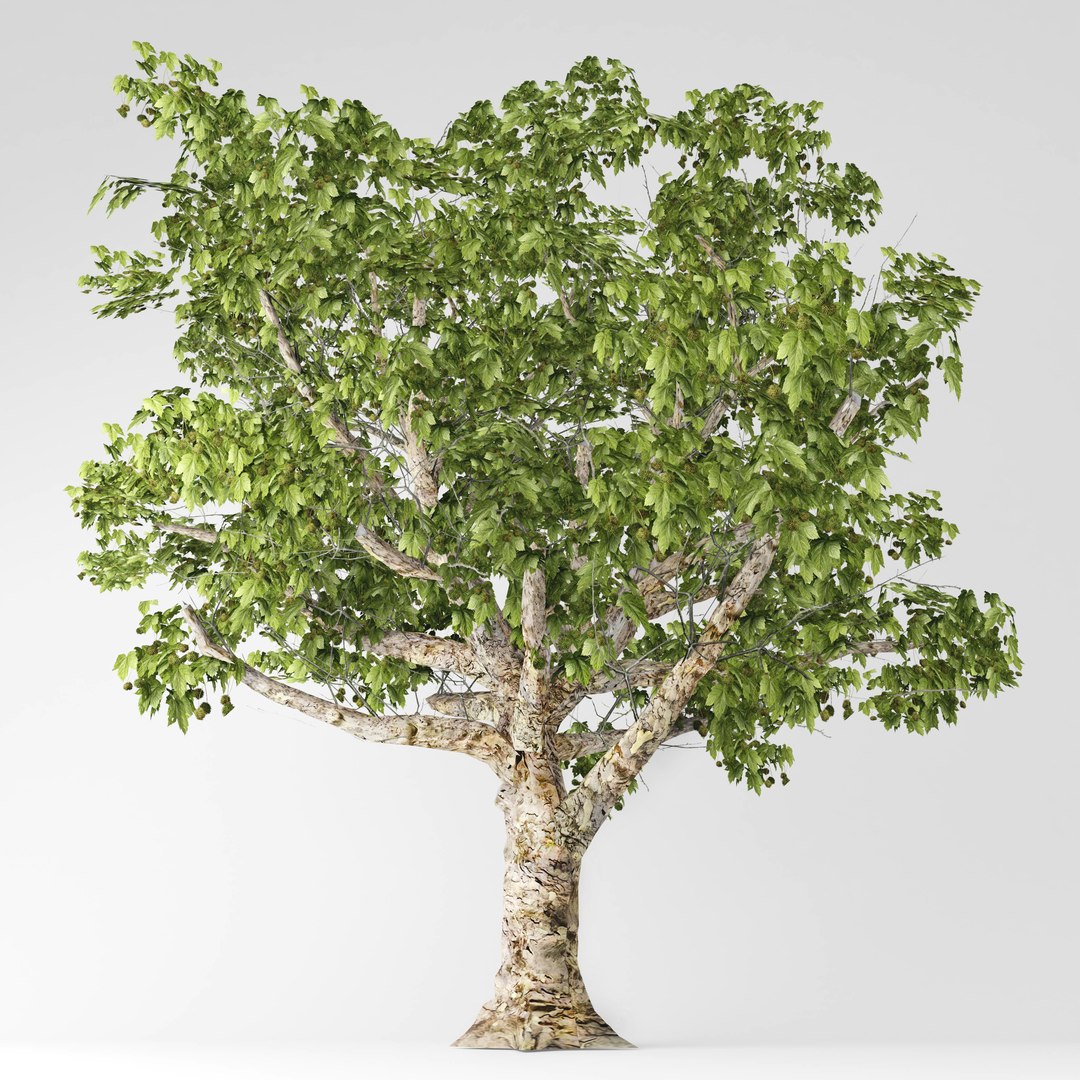 Sycamore Tree 3D Model - TurboSquid 1461121