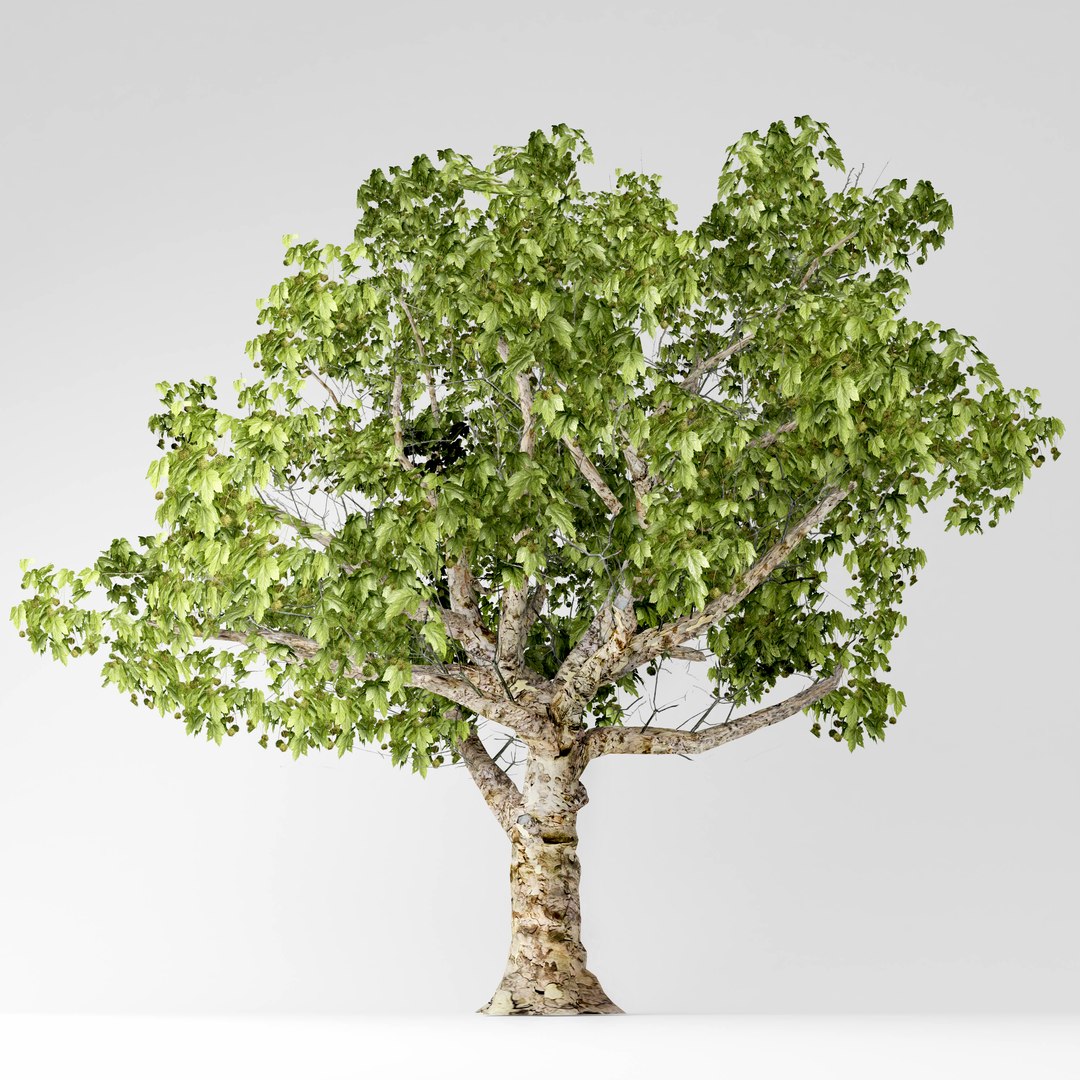 Sycamore Tree 3D Model - TurboSquid 1461121