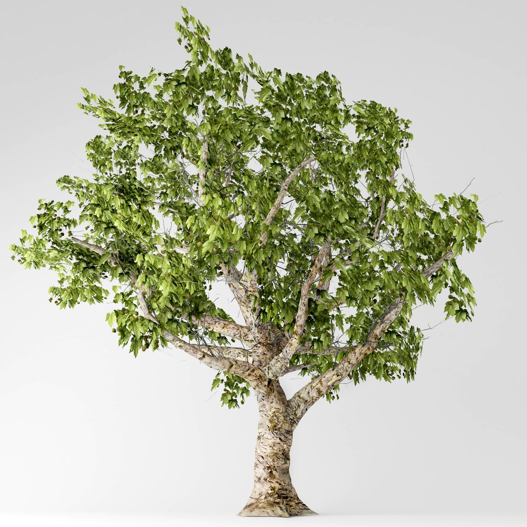 Sycamore Tree 3D Model - TurboSquid 1461121