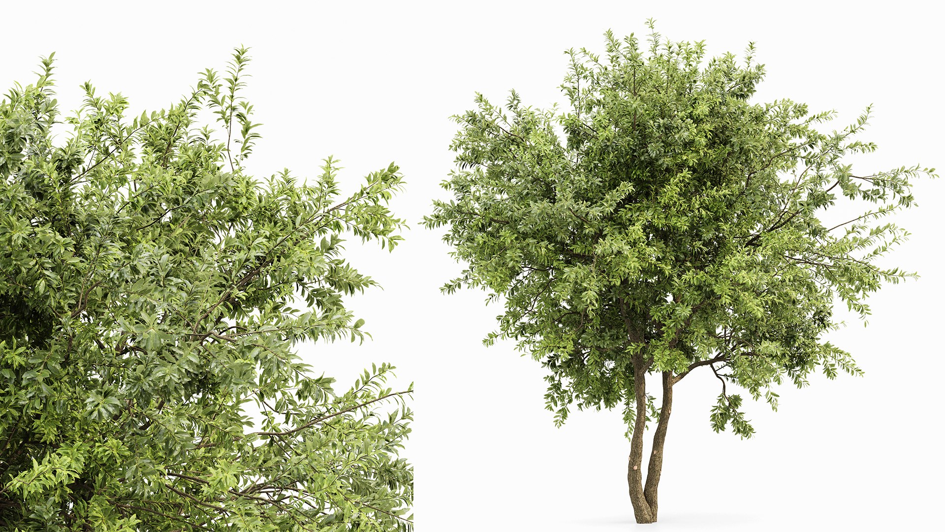 AV Big Joy Perfume Orange Michelia Champaca And Water Gum 3 Trees 3D ...