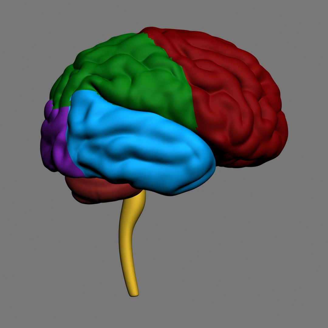 3d human brain