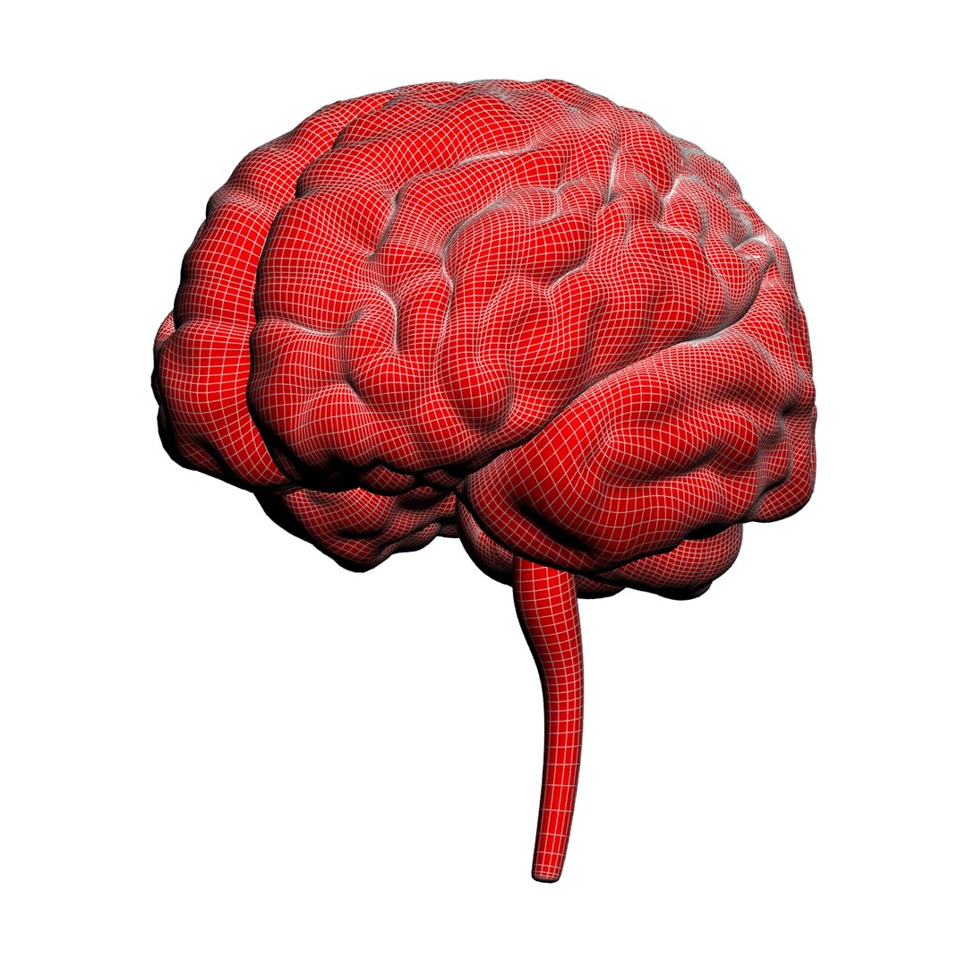 3d-human-brain