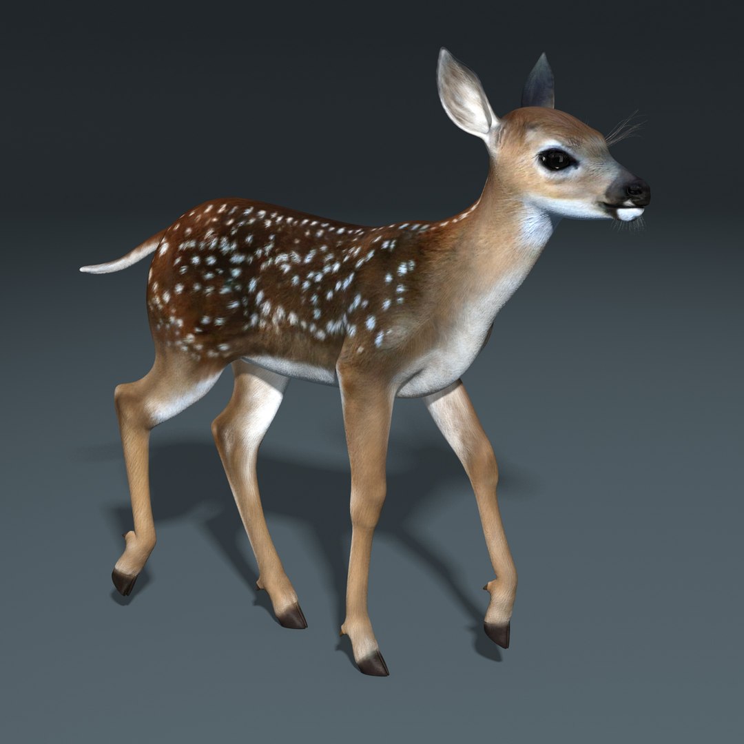 3d fawn baby deer rigged model