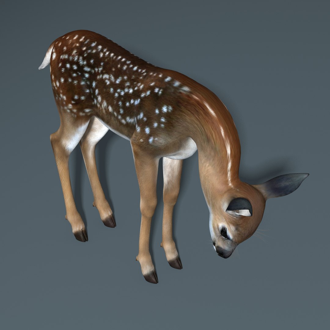3d Fawn Baby Deer Rigged Model