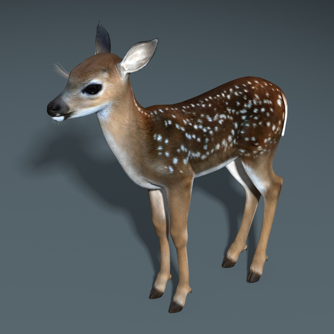 3d fawn baby deer rigged model