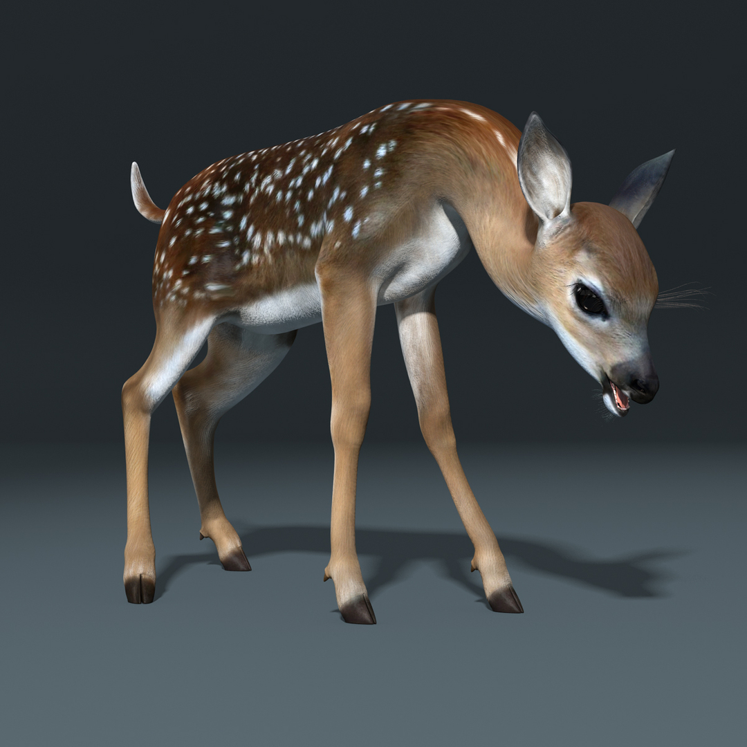 3d fawn baby deer rigged model