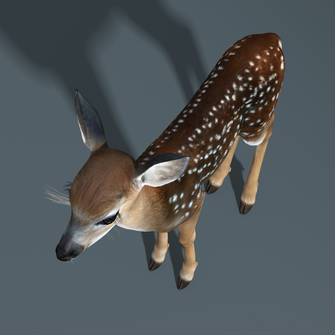 3d fawn baby deer rigged model