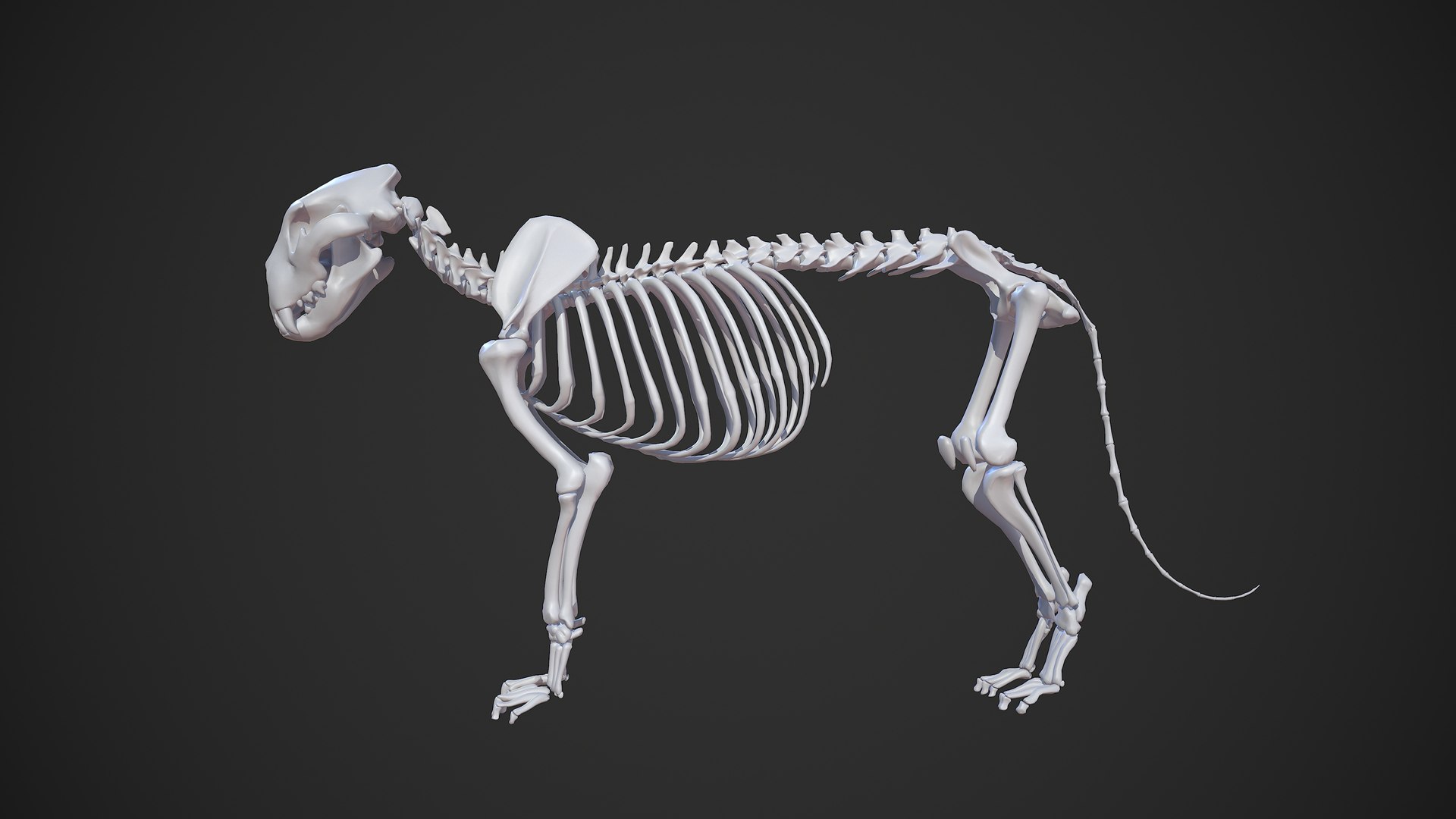 Animal lion anatomy skin 3D - TurboSquid 1522412