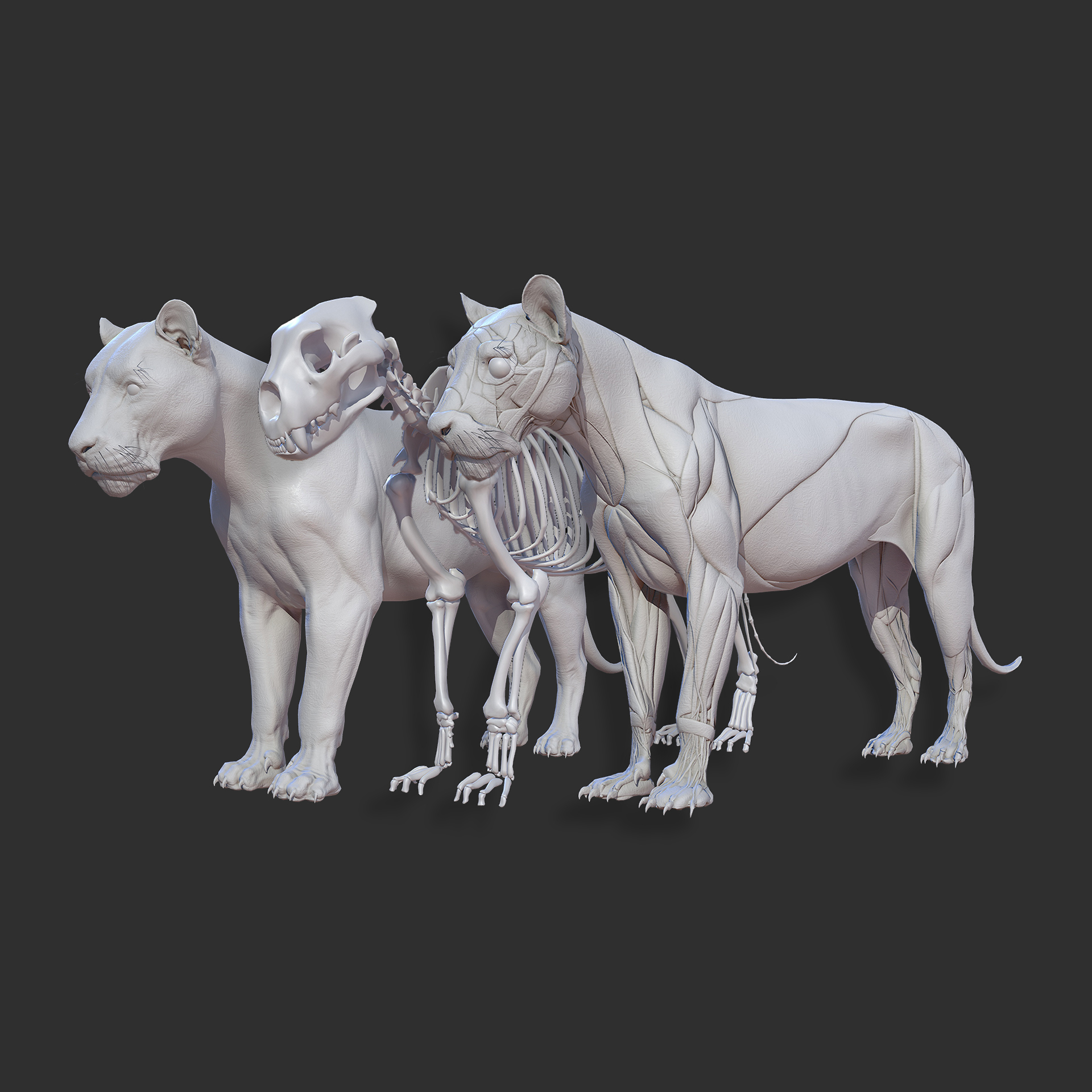 Animal - Lion Anatomy Skin Ecorche 3D-Modell - TurboSquid 1522412