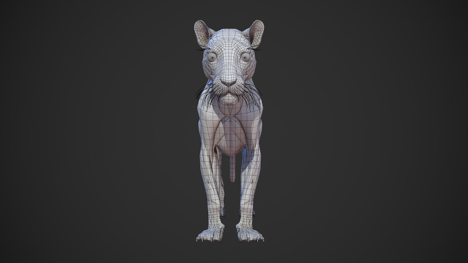 Animal lion anatomy skin 3D - TurboSquid 1522412