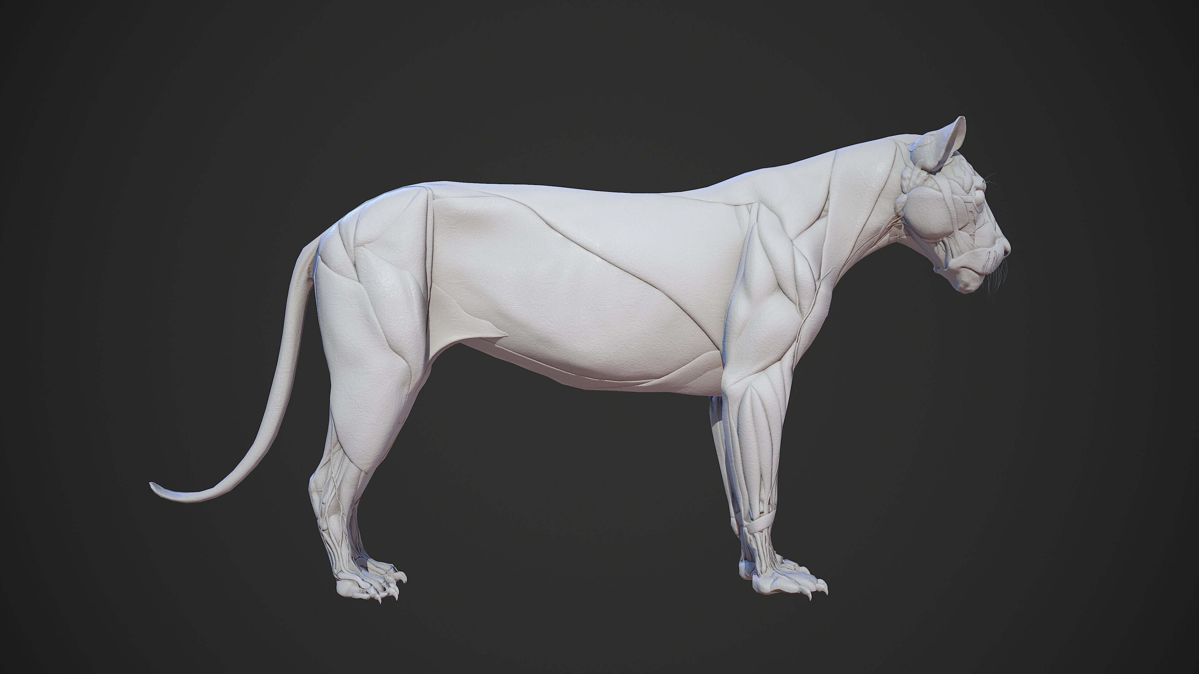 modelo 3d Animal - León Anatomía Piel Ecorche - TurboSquid 1522412