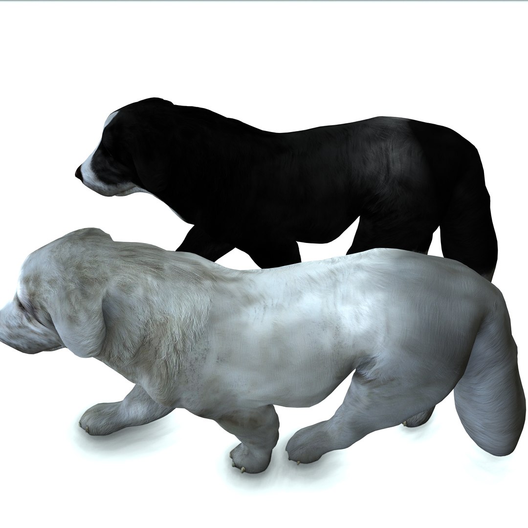 Sheepdog DOG 3D model - TurboSquid 2080327