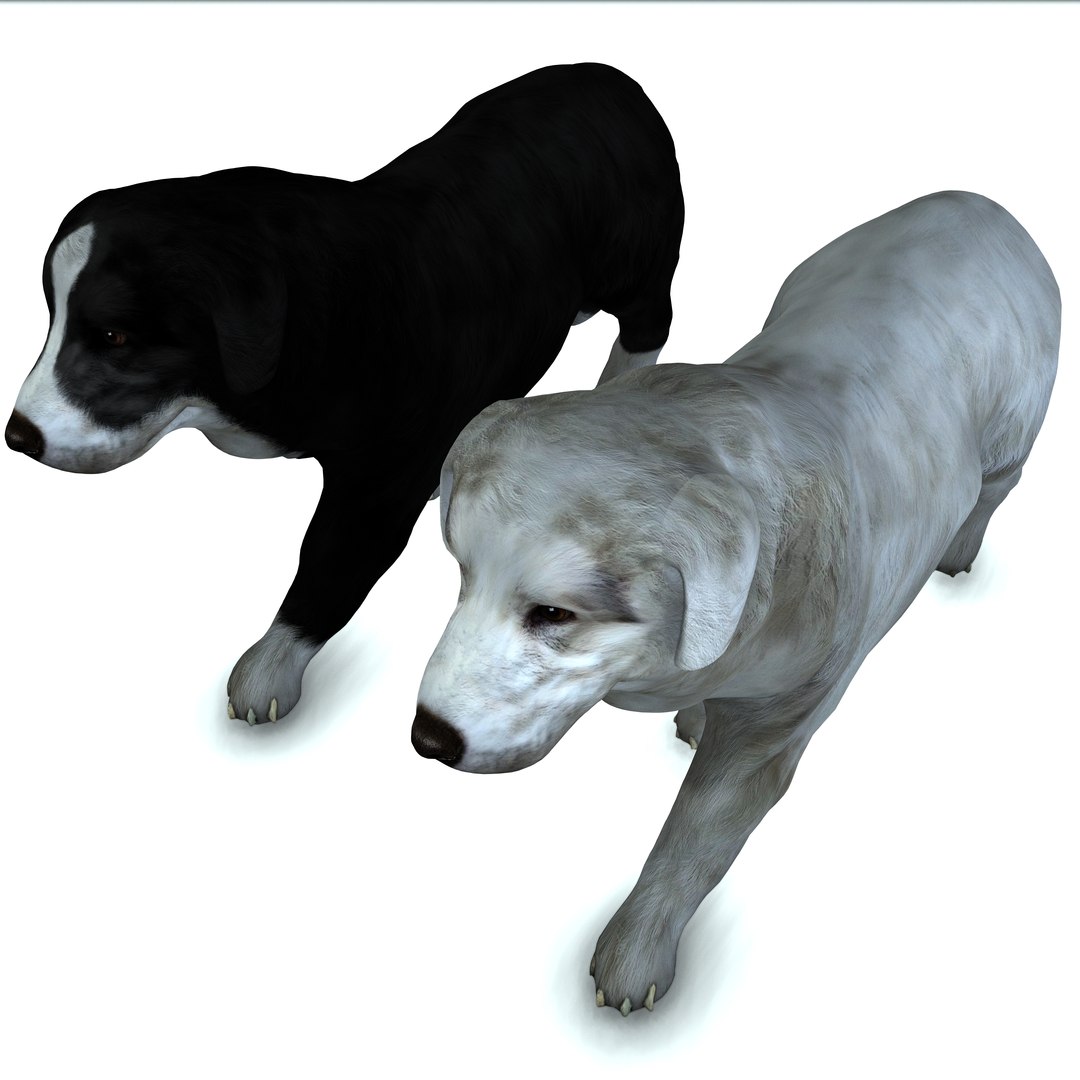 Sheepdog DOG 3D model - TurboSquid 2080327